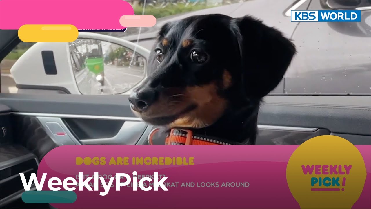 (Weekly Pick) Dogs Are Incredible / The Seasons and more | KBS WORLD TV ...