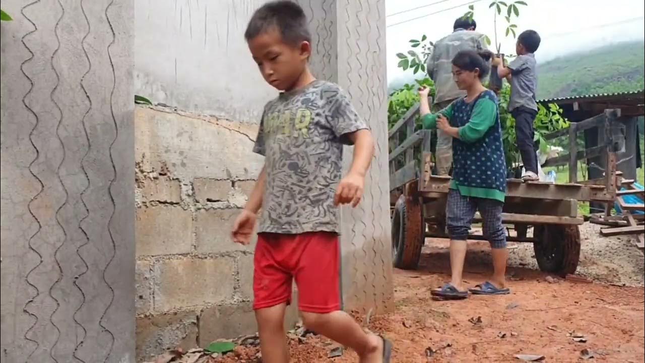 hnub no kom phauj miav nkawv mus pab cog kuv tu me txiv tsev wb cov ntoo yas os 12/6/2023 - YouTube