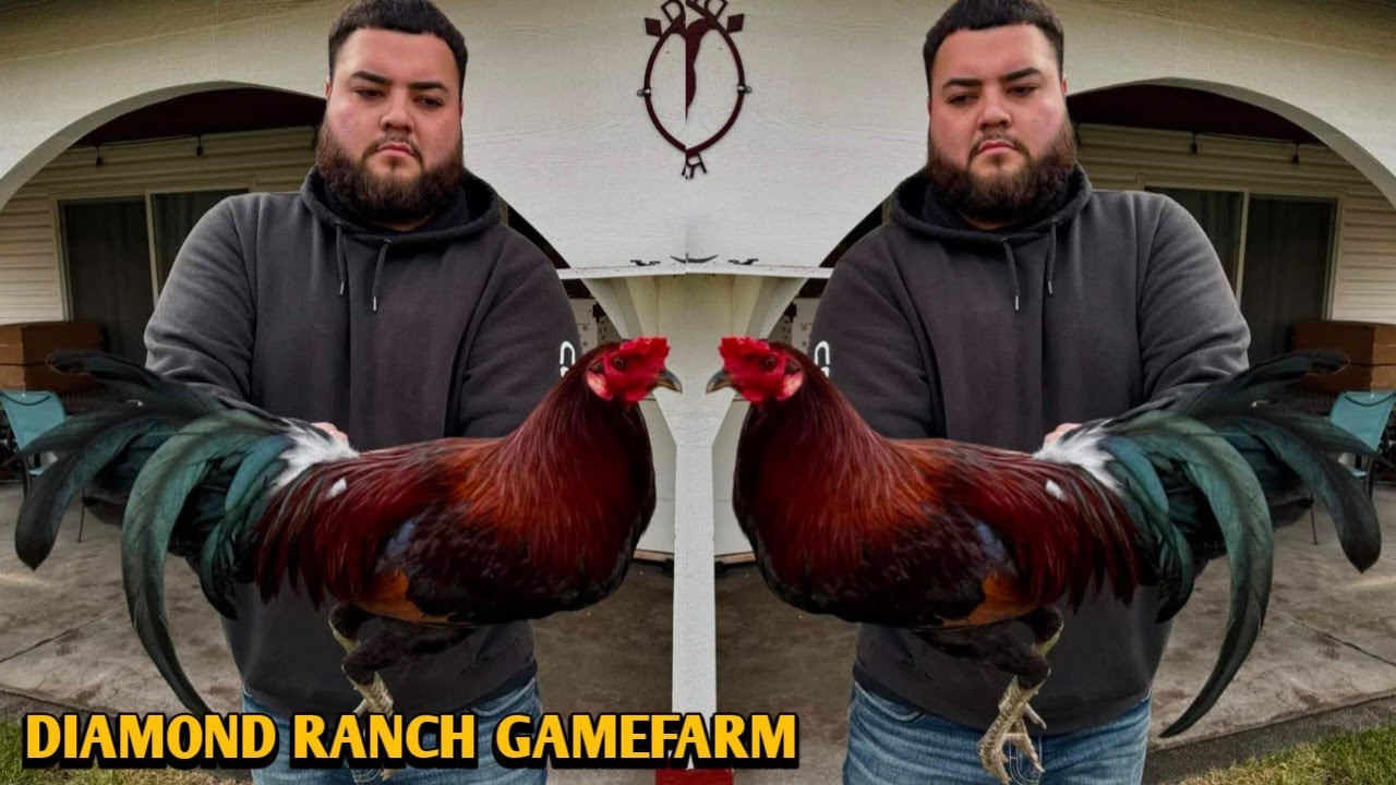 Hatch Sweater Yellow leg hatch - DIAMOND RANCH - YouTube