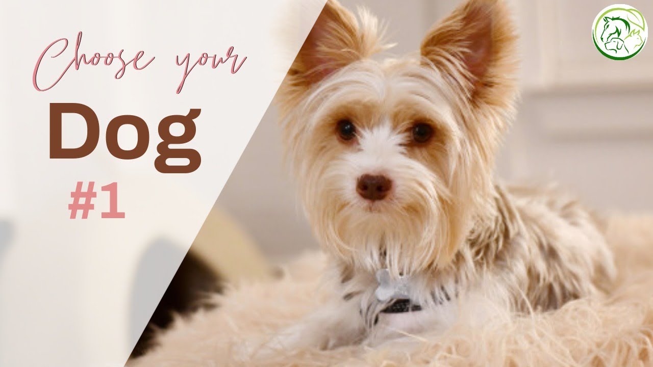 Choose Your Dog #1 | Dogs Compilation | Pets4Planet - YouTube