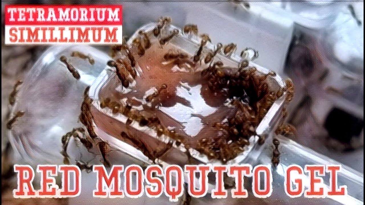 🐜 Tetramorium simillimum & Żel z czerwonego komara (ochotki) - YouTube