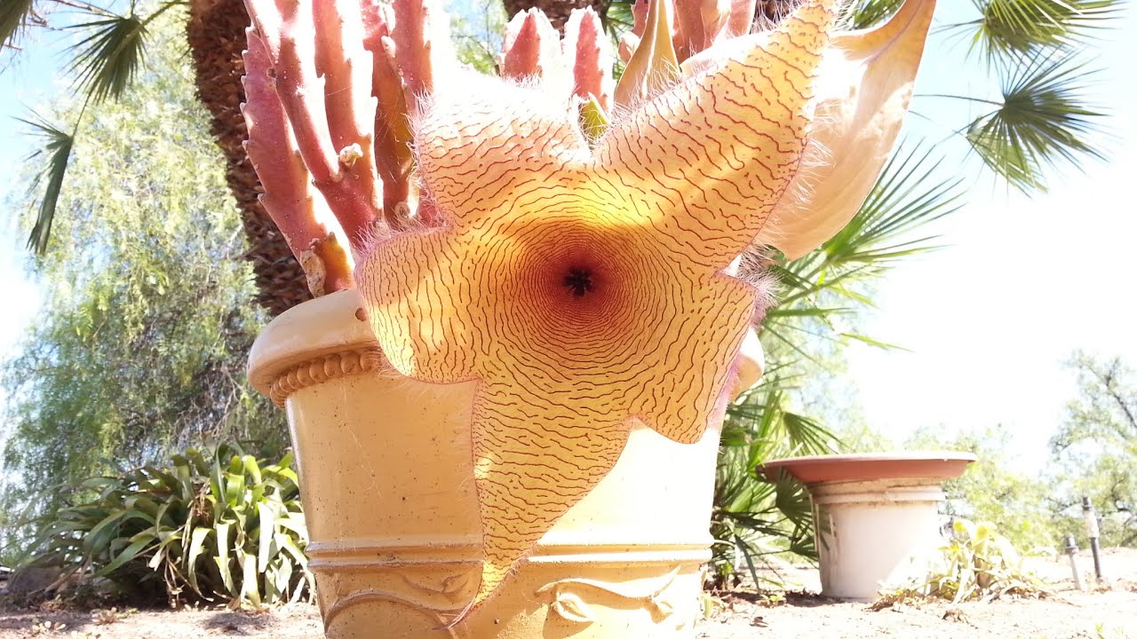 starflower "Stapelia gigantea" timelapse bloom - YouTube