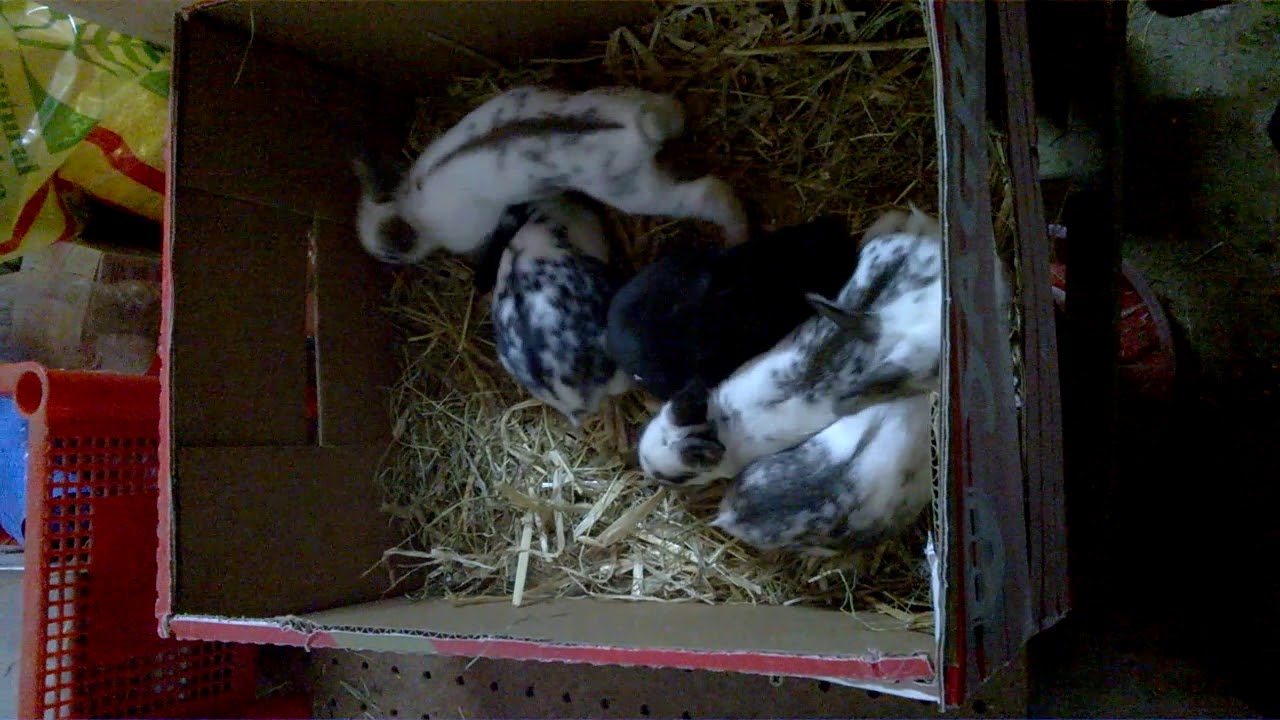 Baby Bunnies At Two Weeks Old - YouTube