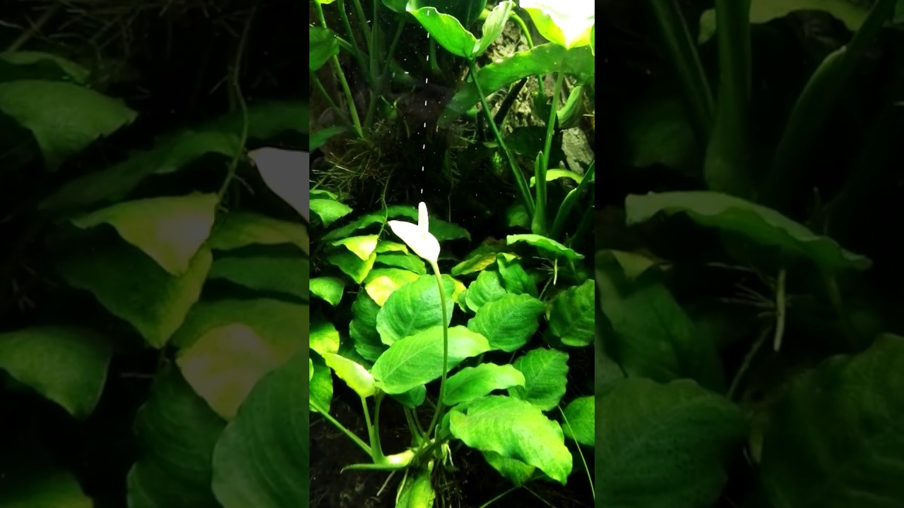 Pflanze spukt Sauerstoff - YouTube