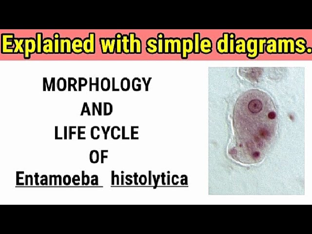 Entamoeba Histolytica Morphology Entamoeba Histolytica In Southeast