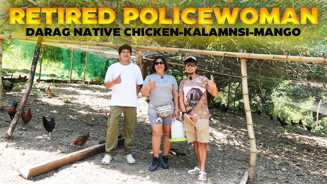 Cebu Farm Tour: 3 Hectares with 2,000 Kalamansi, 120 Mango Trees ...