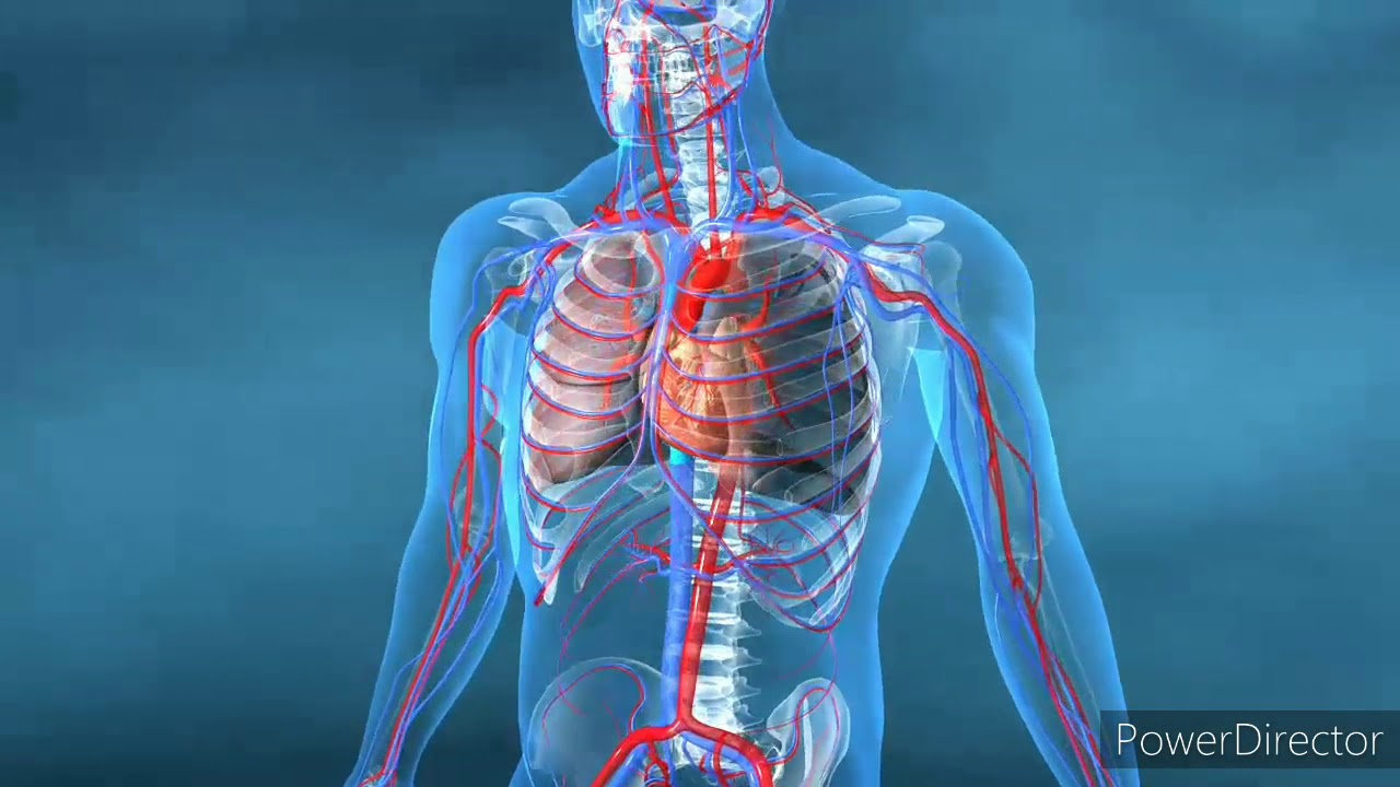 l'appareil cardiovasculaire - YouTube