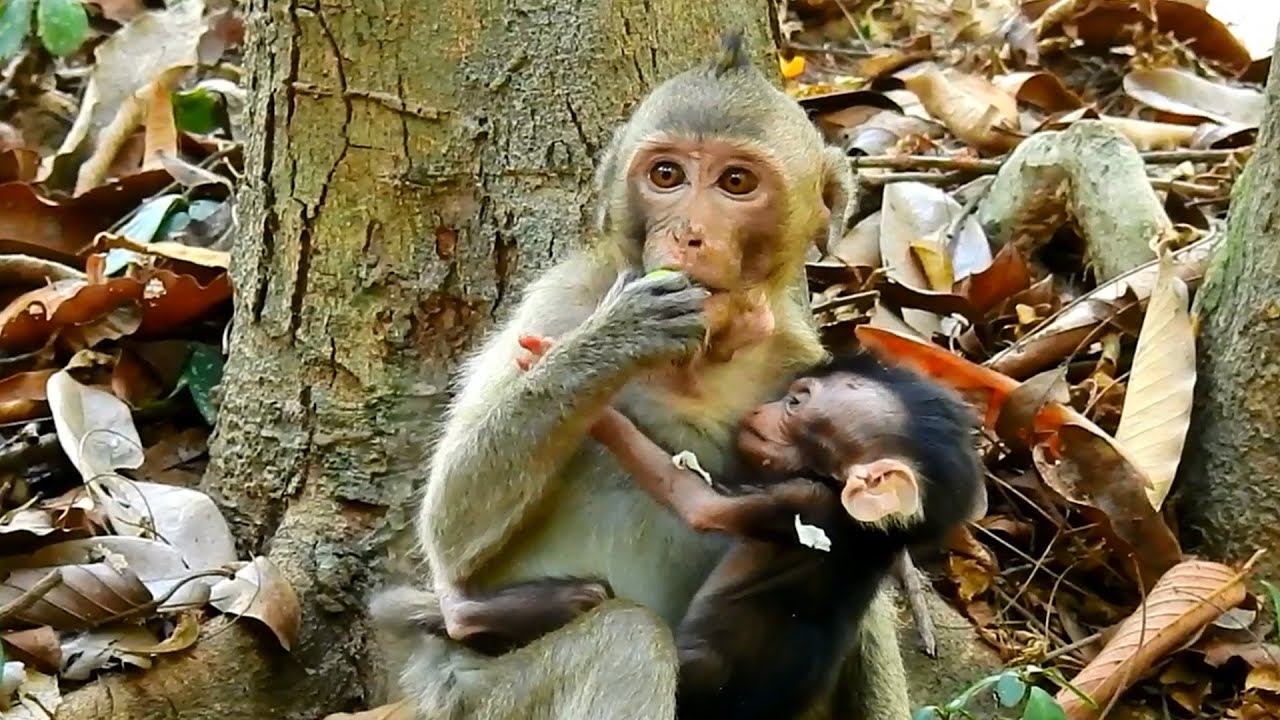 Extremely Pity Calvin So Hungry And Sleepy, This Little Monkey kept ...