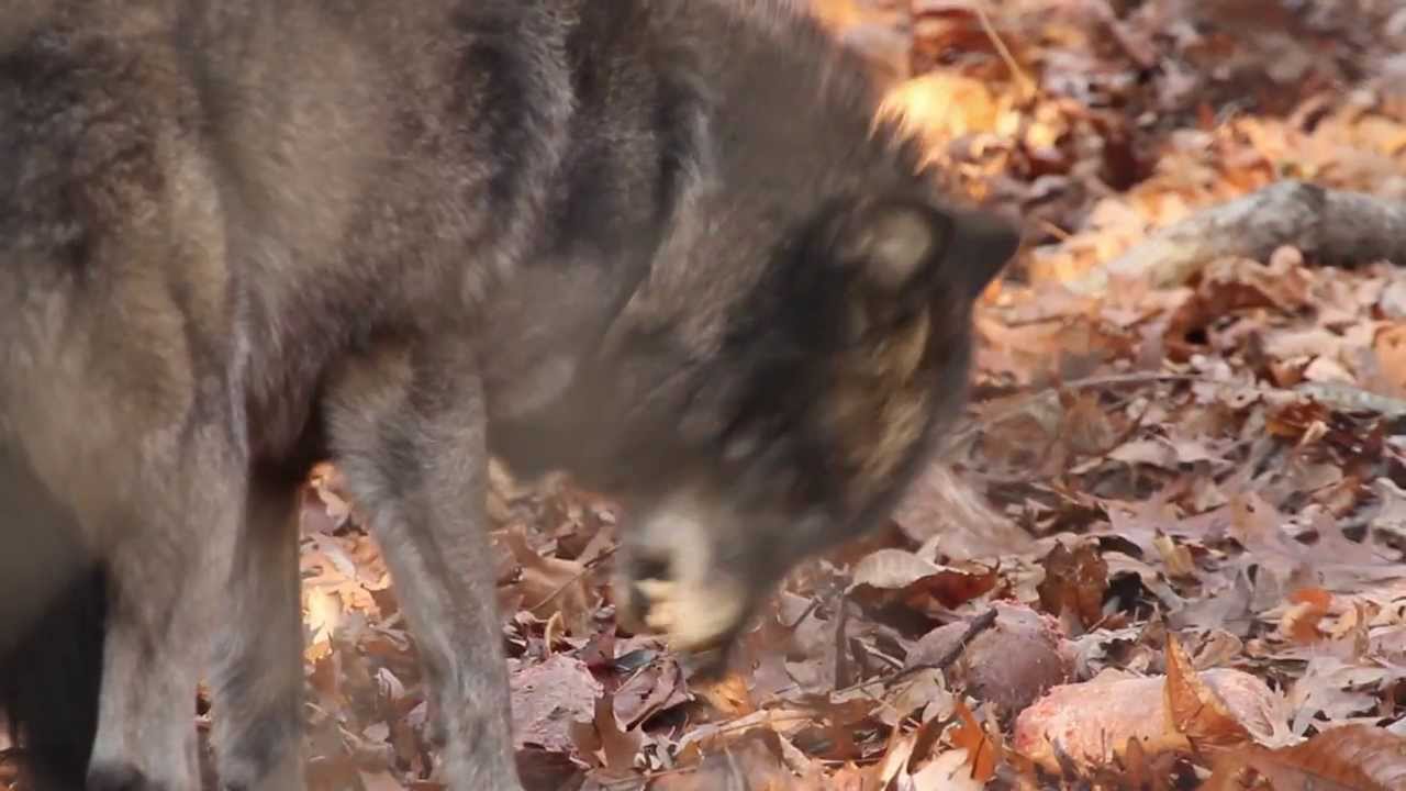 Wolf Snarling at Another Wolf Protecting Food - YouTube