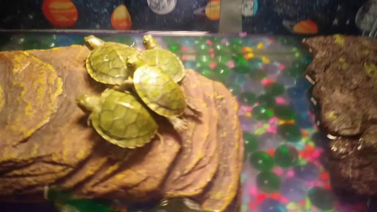 Sad turtle hours 😞 - YouTube
