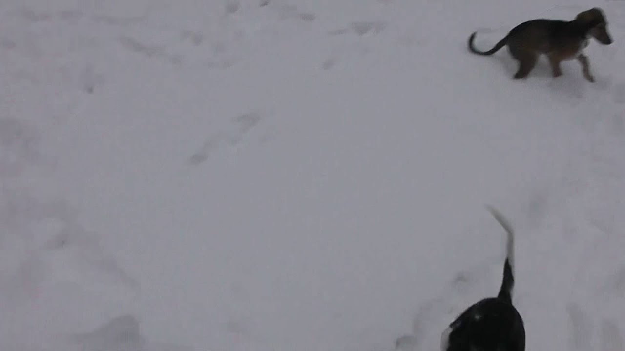 FARLAT Saluki Snow Fun two - YouTube