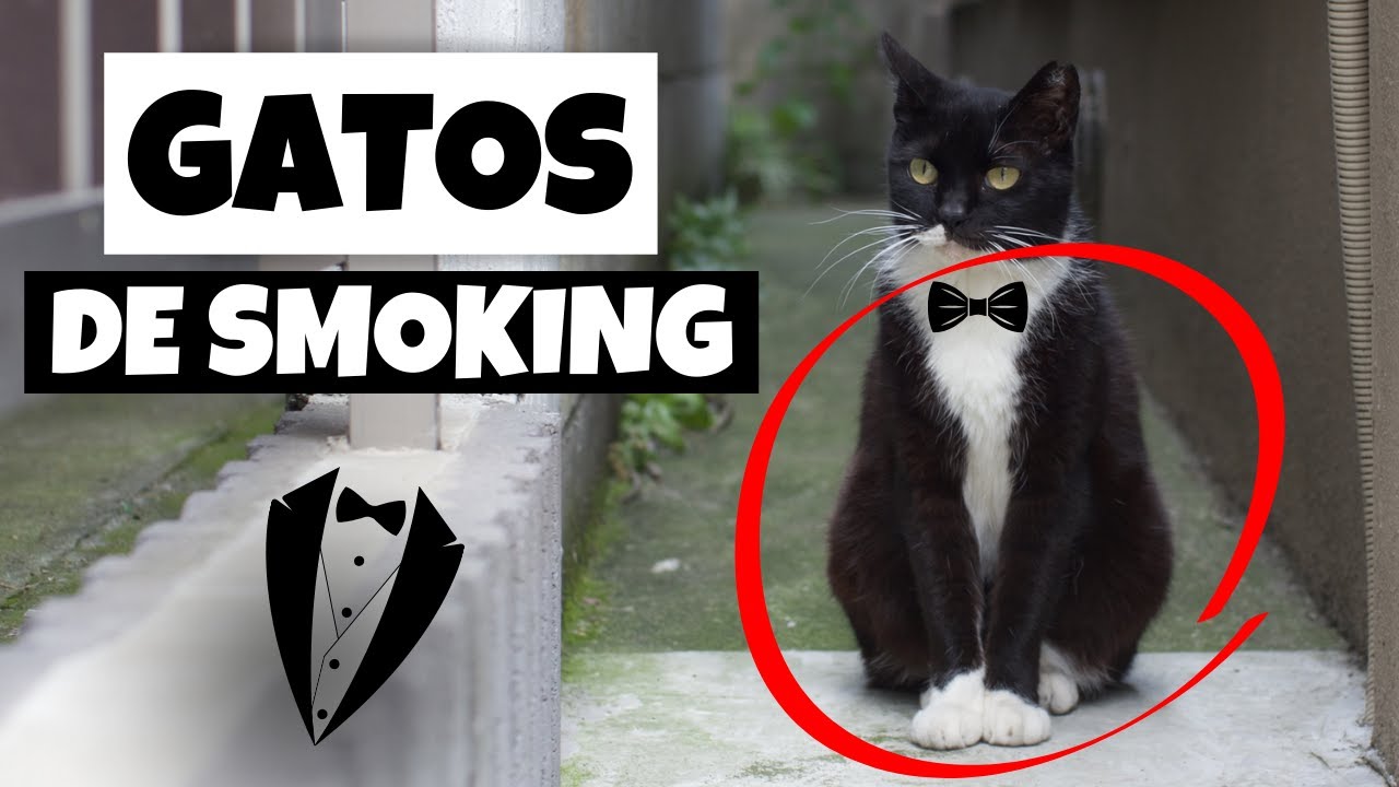 10 Fatos Incrivelmente Fascinantes sobre Gatos de Smoking - YouTube