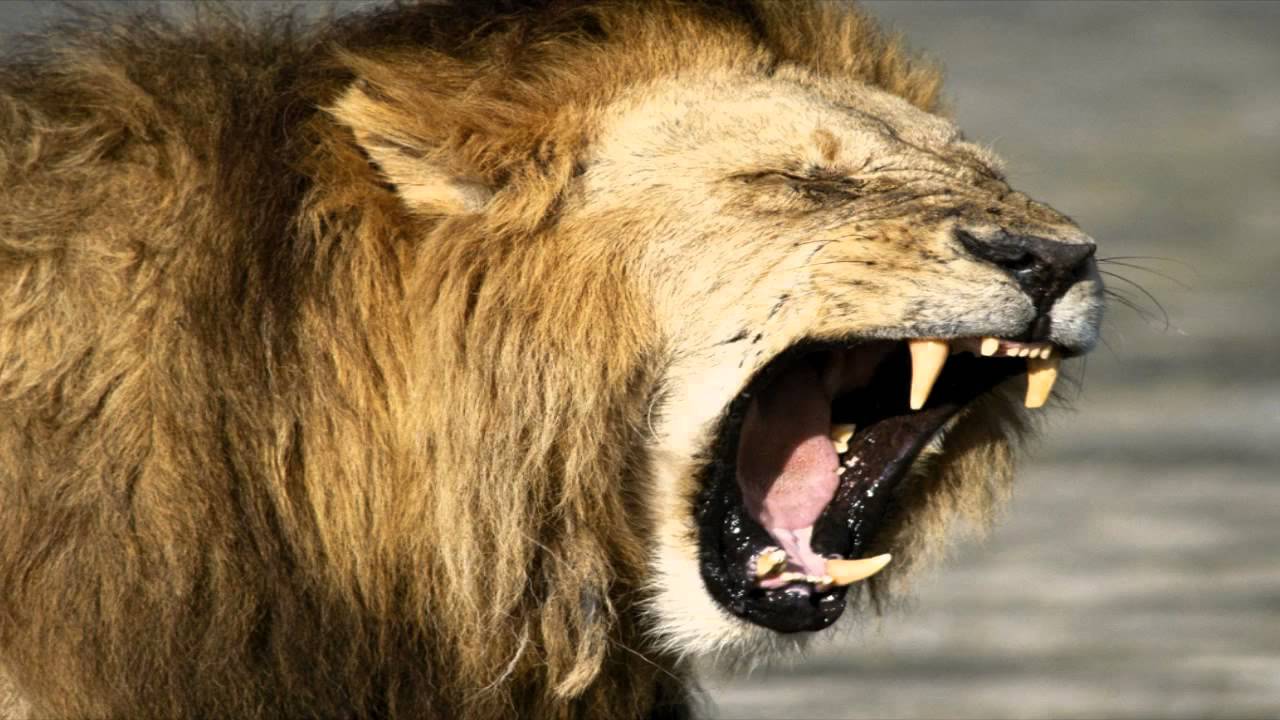 Andy One Ruge El Leon - YouTube