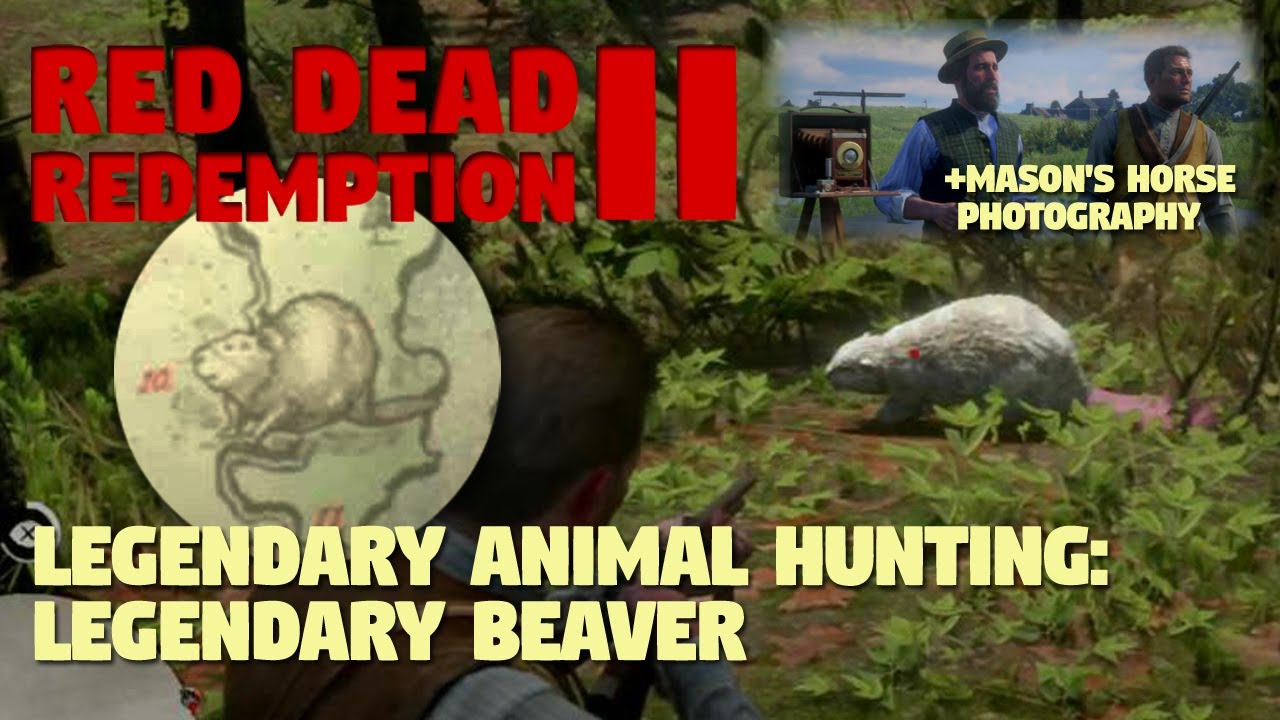 LEGENDARY BEAVER (+ MR. MASON) Red Dead Redemption 2 Gameplay ...