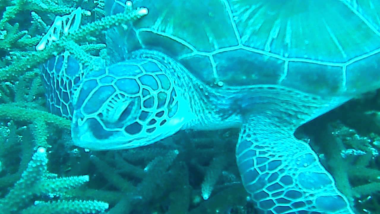 chasing turtle - YouTube