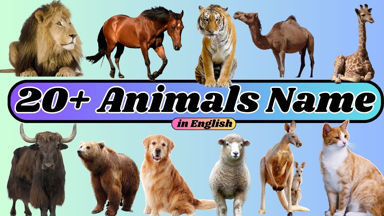 20 Animals Name in English with Pictures | Twenty animals name in ...