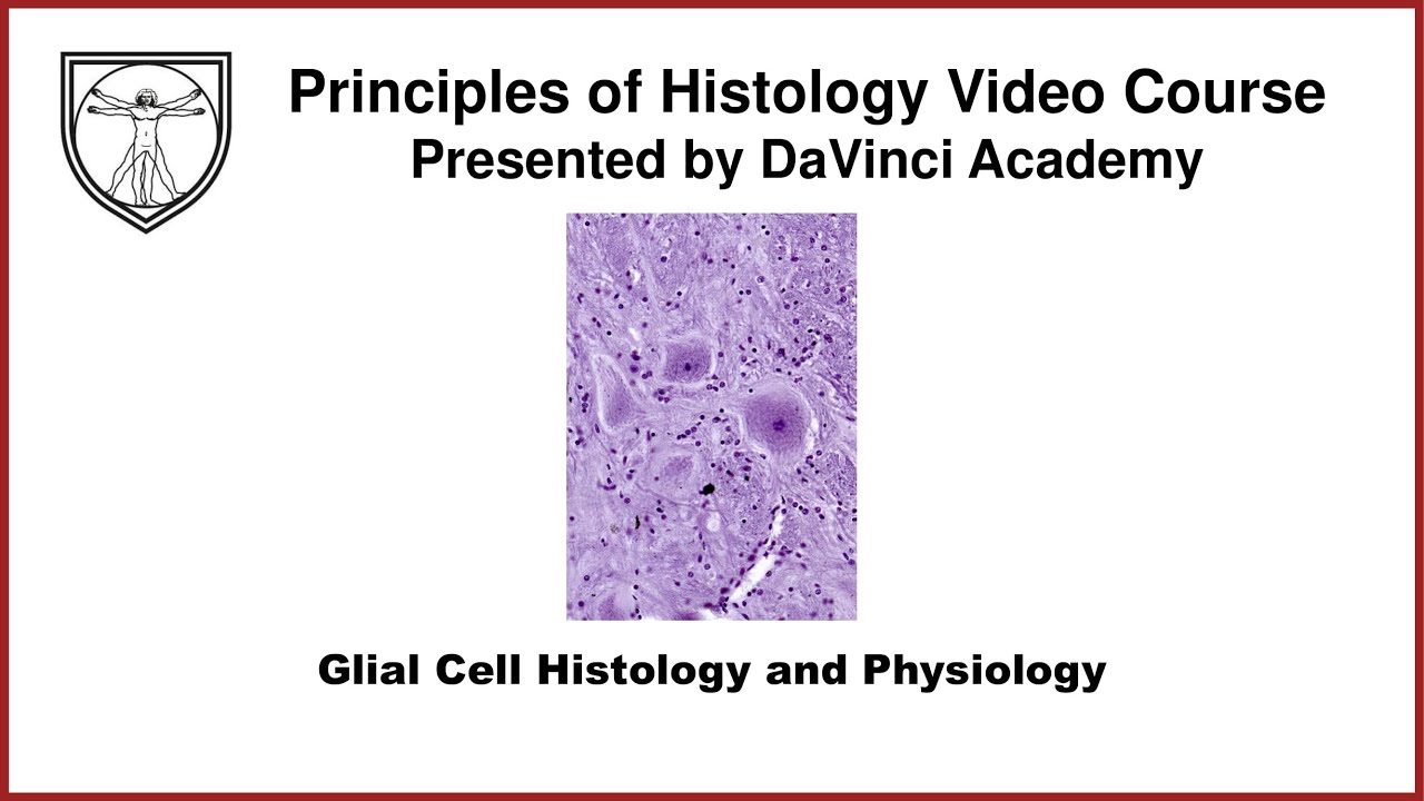 Glial Cell Histology and Physiology [Nervous System Histology 2 of 3 ...