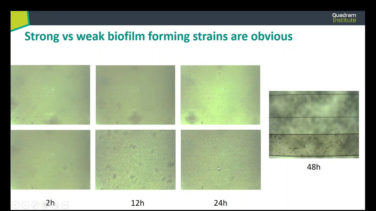 Studying Bacterial Biofilm Formation and Stress Responses Using the ...