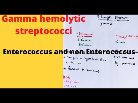 Gamma hemolytic streptococci./Gram positive cocci. - YouTube