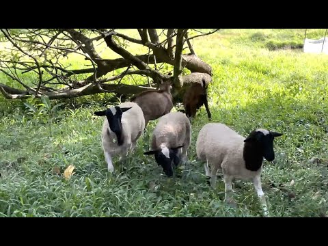 BEGINNER sa PAG-AALAGA ng TUPA. - YouTube