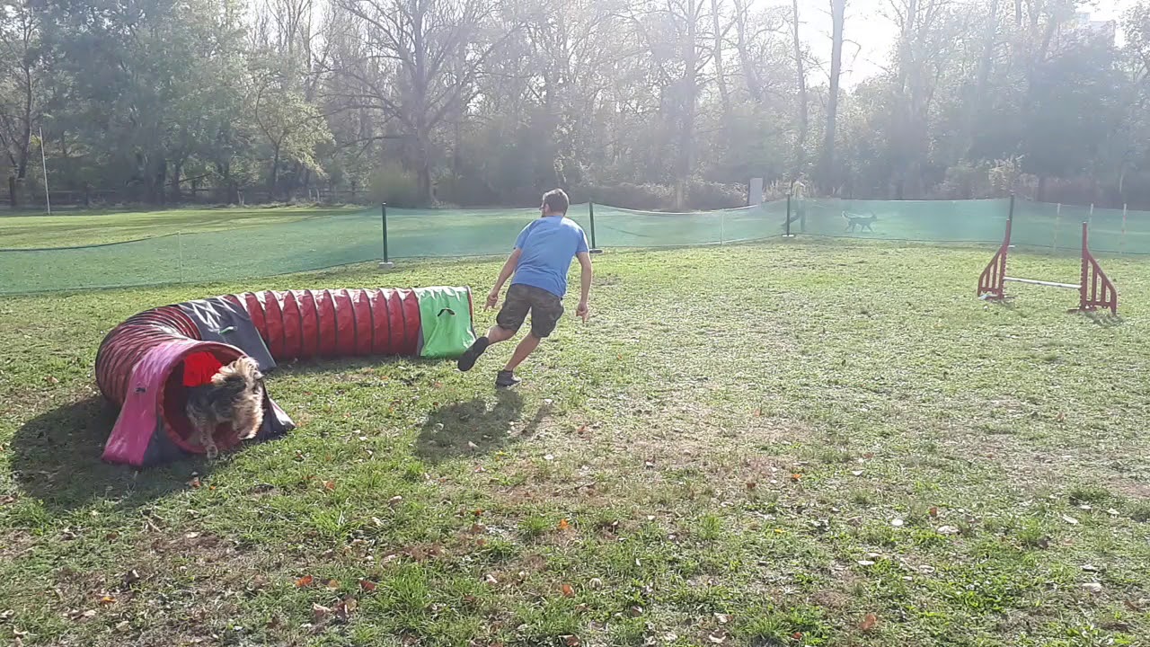 Bobik - Oktober PES agility hry - kat. pokrocili medium - YouTube