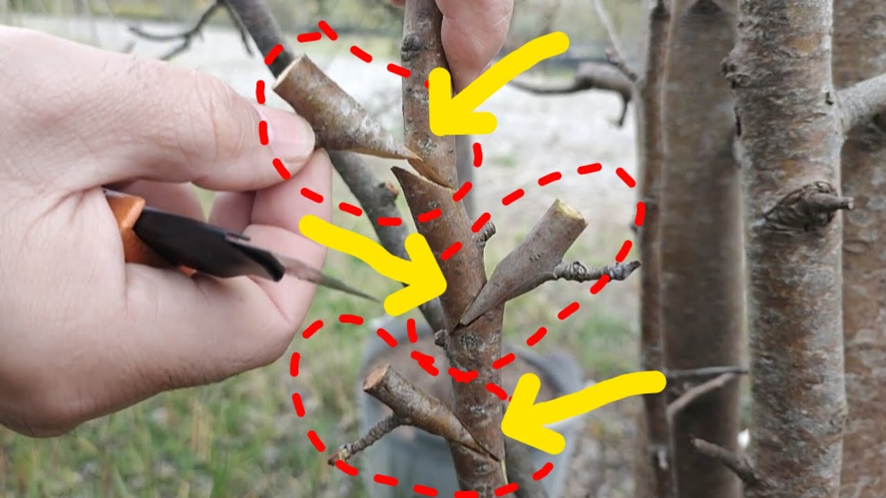 Tree grafting training / Grafting three types of pear fruit on one tree ...