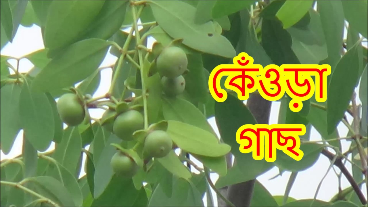 KEORA TREE // HOW KEORA TREE LOOKS - YouTube