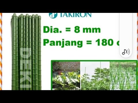 AJIR MODERN TANAMAN RAMBAT - YouTube