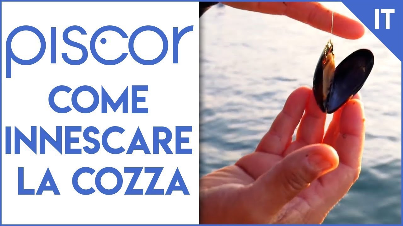 Come innescare la cozza per la pesca in mare - YouTube