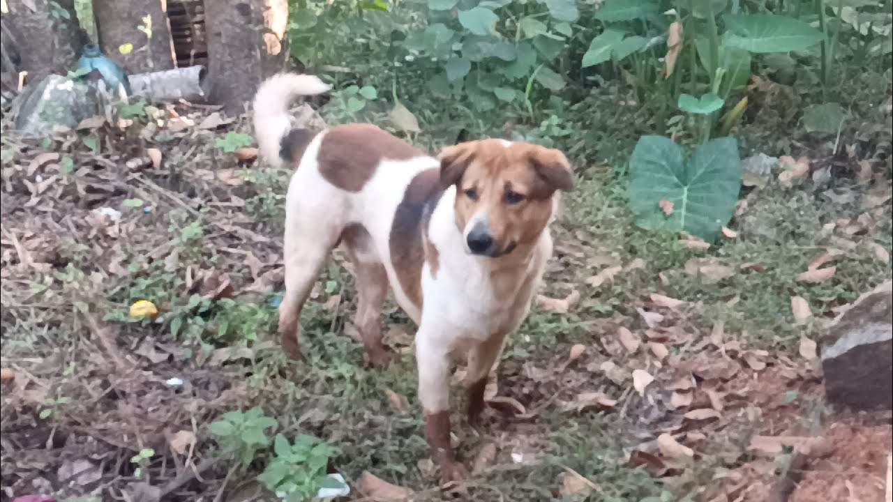 Dog searching something 🧐🤔 - YouTube