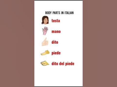 Body parts in Italian | Learn Italian Language | #learnitalian # ...