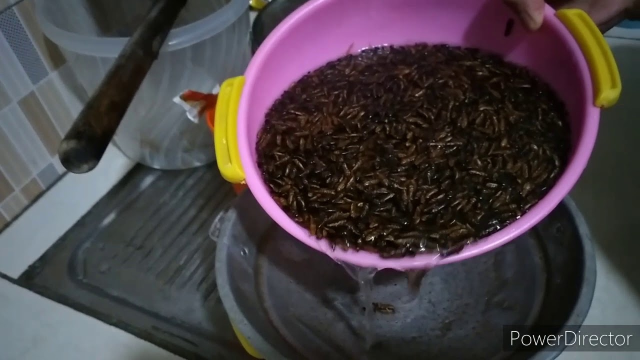 #larongoreng #laron LARON GORENG - YouTube