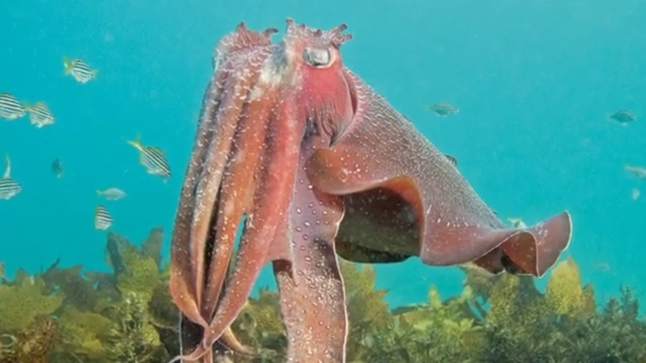 Choco Gigante Australiano - Animais interessantes da Austrália - parte ...
