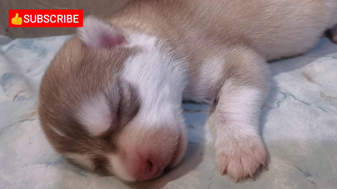 How Long Does A Husky Give Birth