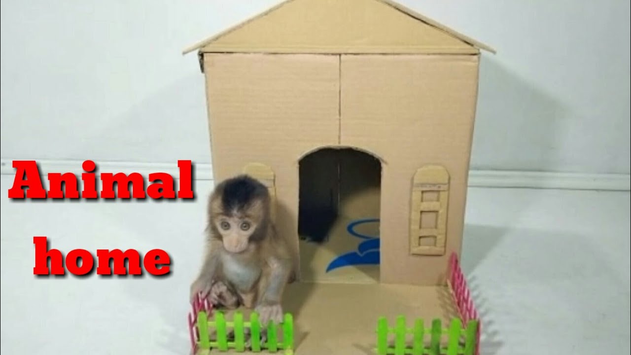 Animals Home !! make a Monkey house out Of cardboard # i adopted, kiki ...