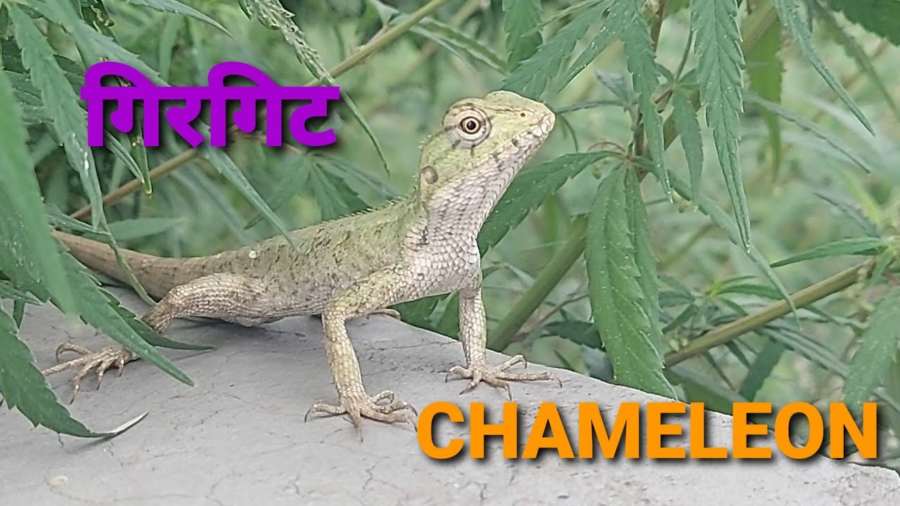 #CHAMELEON GIRGIT गिरगिट HOW AMAZING COLOR CHANGES - YouTube