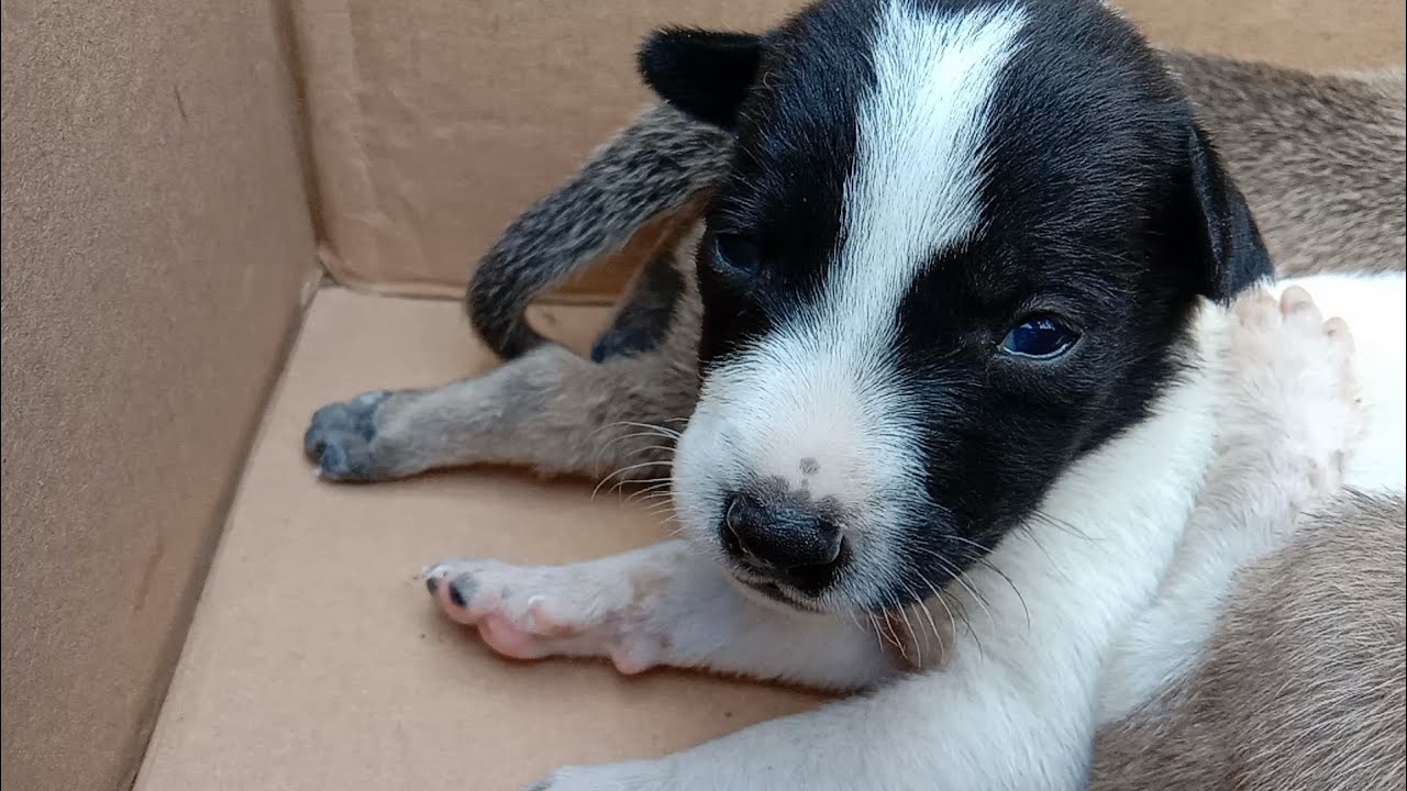 Fifteen Day Old Puppies | April 1, 2024 - YouTube