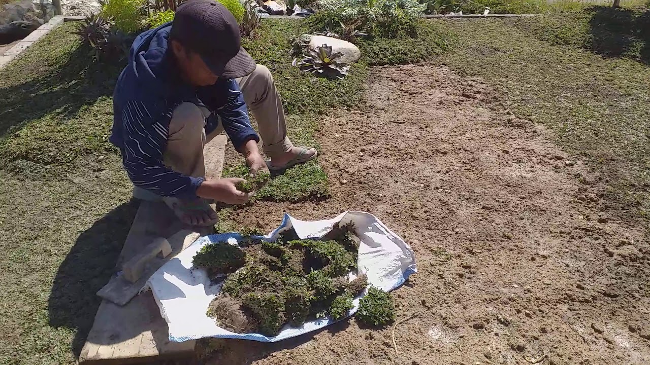 Tutorial cara penanaman rumput gajah mini yang baik dan benar. - YouTube