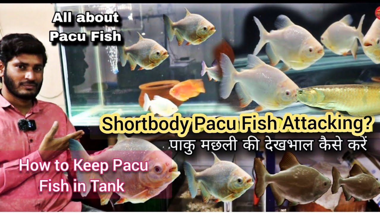 Pacufish Attacking Arowana? - Arowana , Shortbody Pacu Fish Update , How to care Pacu Fish - YouTube