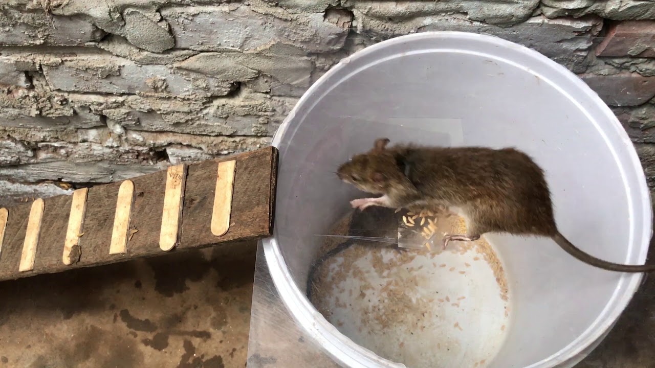 Diy Mouse Trap Water ππ 10 Mice In Trapped One Night π How To Make