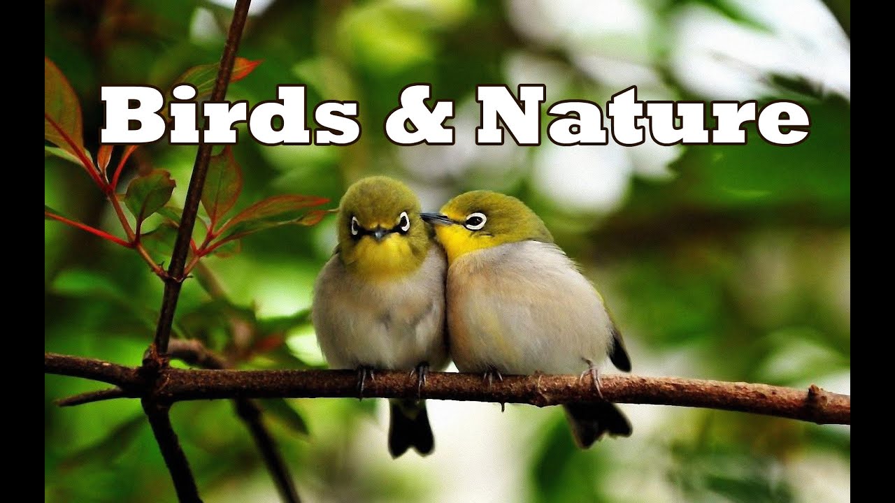 Birds In Nature | Our Planet | Relaxes The Soul | Birds | Stunning ...