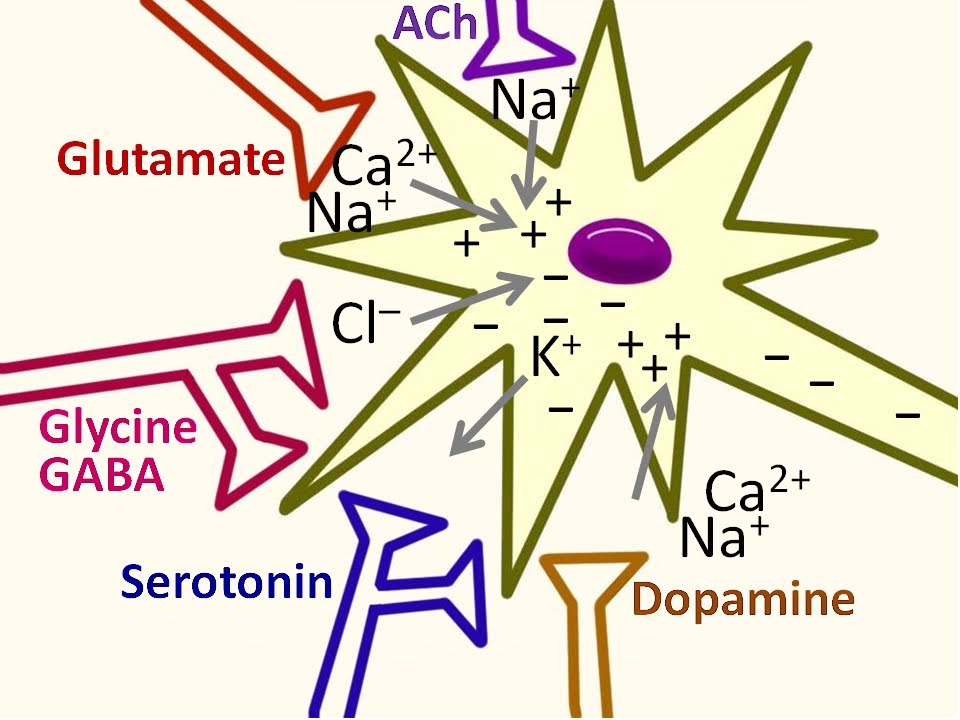 BIO160 Preview Video Lecture 11 - Brain and Neurons - YouTube