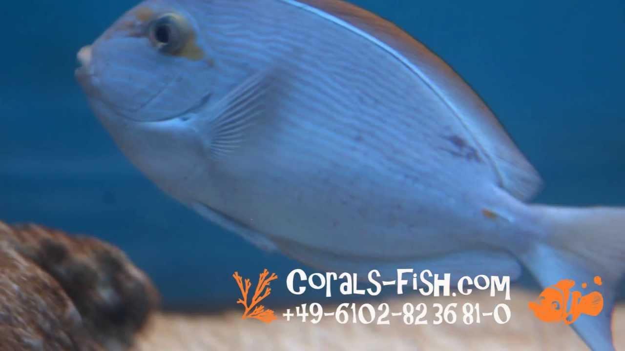 Acanthurus Mata Size