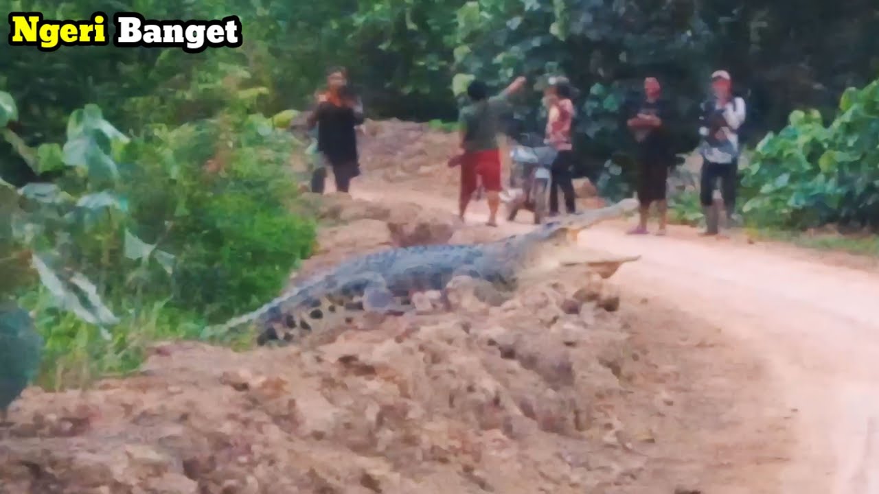 Bentayan ini..jalan setiap hari dilewatin bisa² nya dia hadang santuy ...