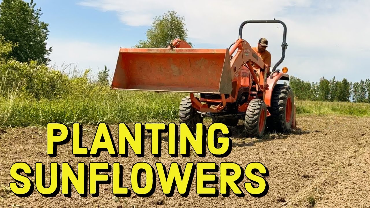 Dove Field Prep! - YouTube