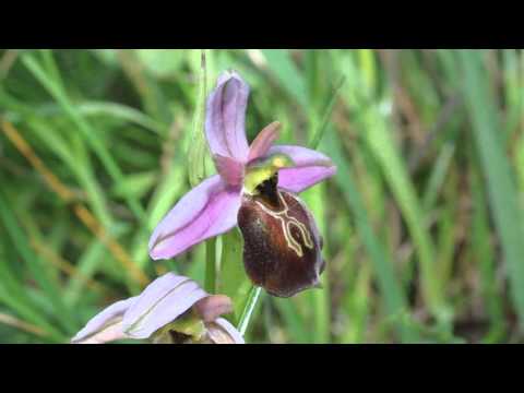 Likya Kaş Orkidesi (Ophrys lycia) Koruma ve Eğitim Projesi Belgeseli, Antalya