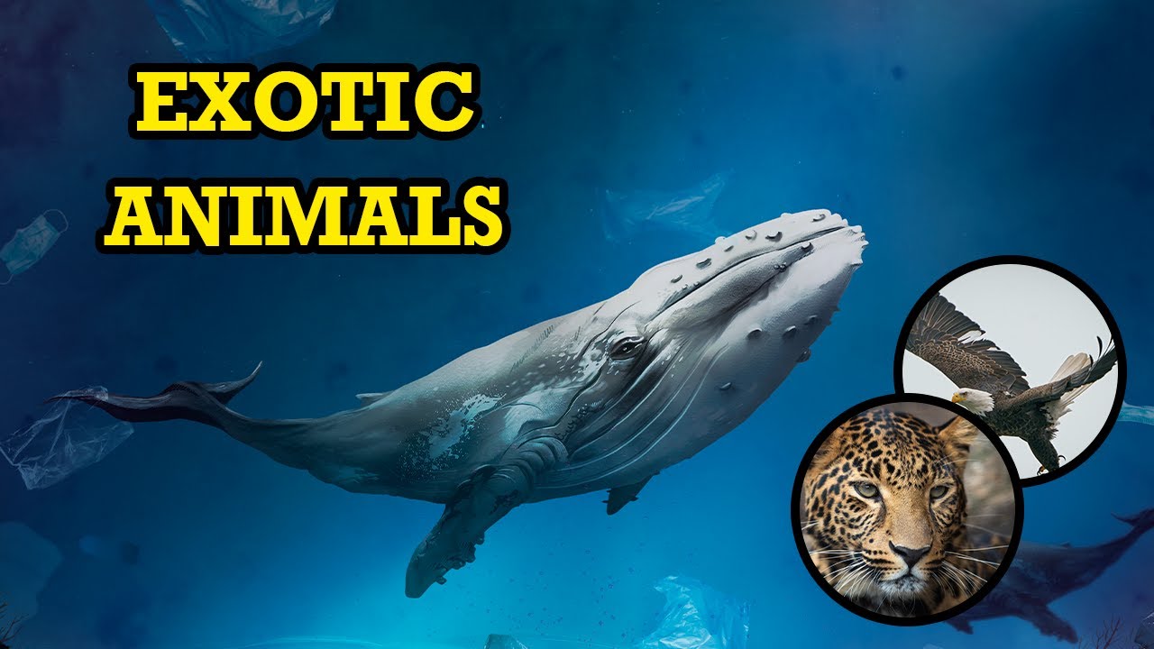 Incredible Creatures: The Most Wonderful Animals In The World You Need ...