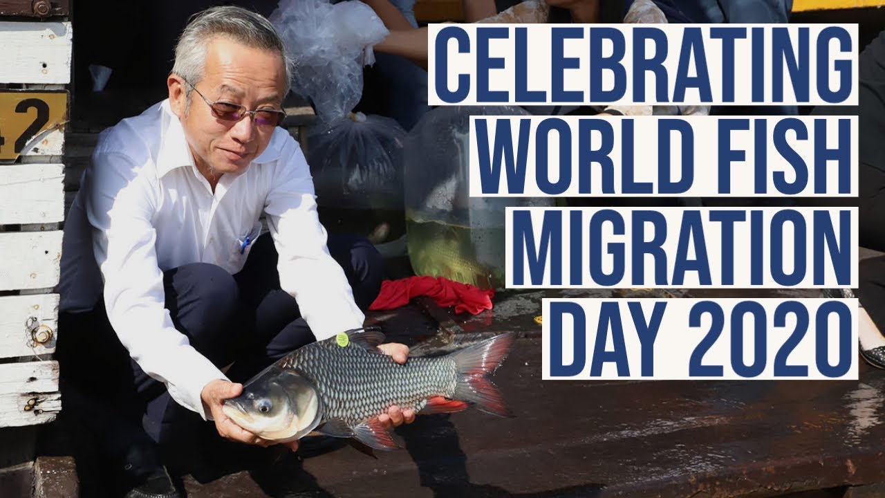 Celebrating World Fish Migration Day 2020 - YouTube