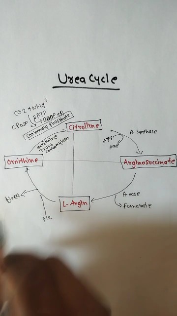 Urea Cycle Trick || Biochemistry #ureacycle #biochemistry #pharmacybhai ...