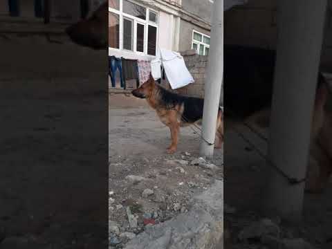 1 yaw 4 aylig ERKEK alman ovcarkasi (CUTE VURULUR)